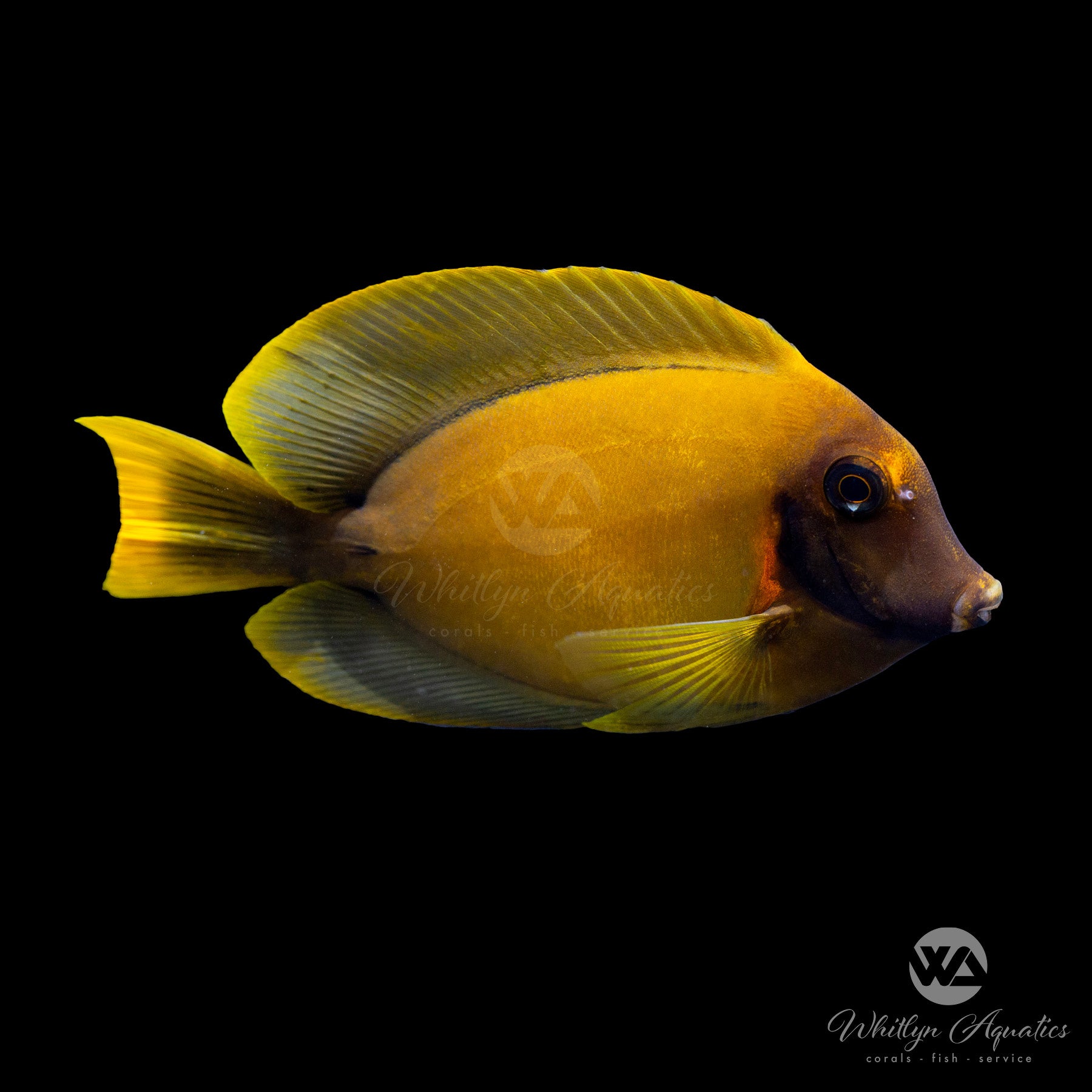 Chocolate Mimic Tang - Acanthurus pyroferus – Whitlyn Aquatics