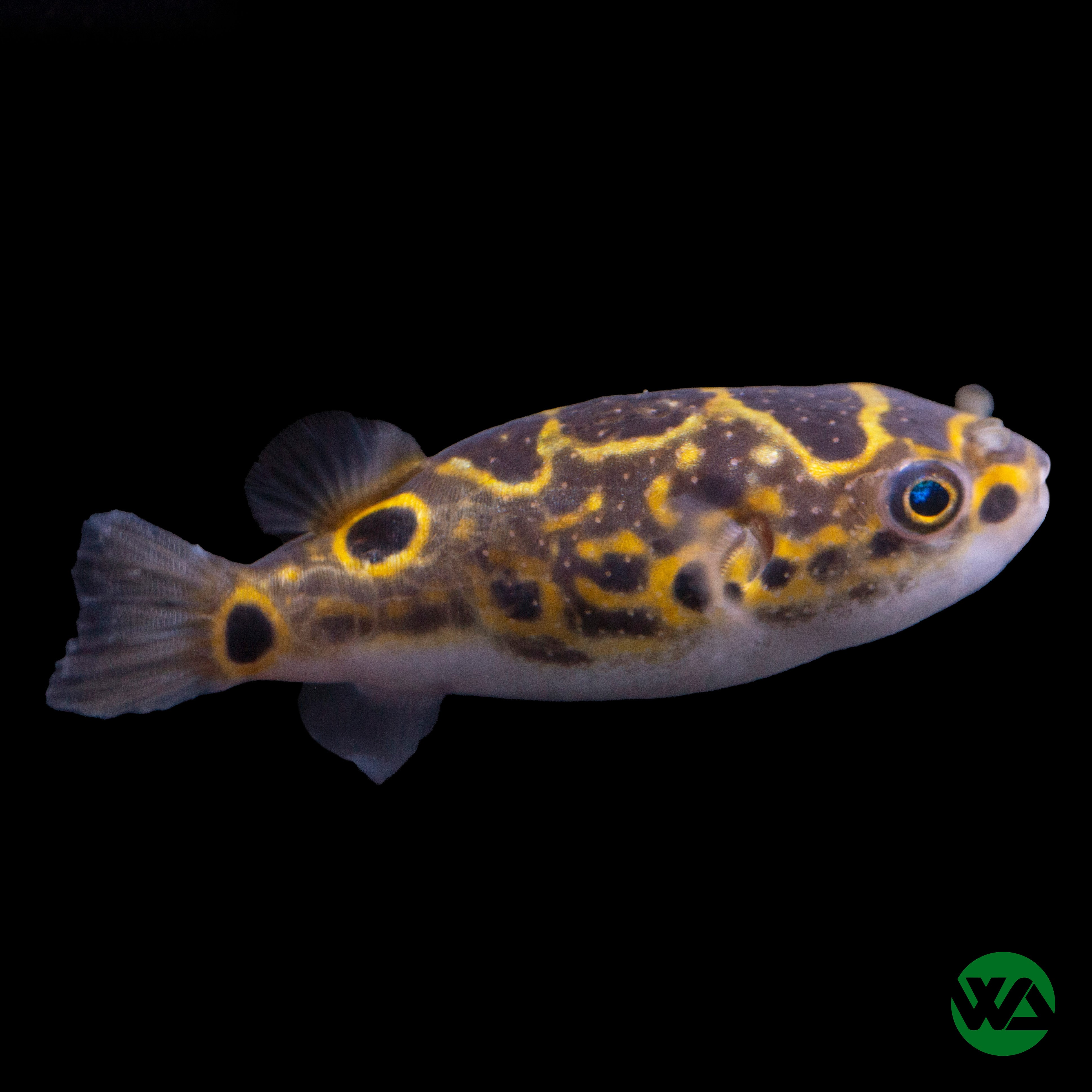 Figure Eight Puffer