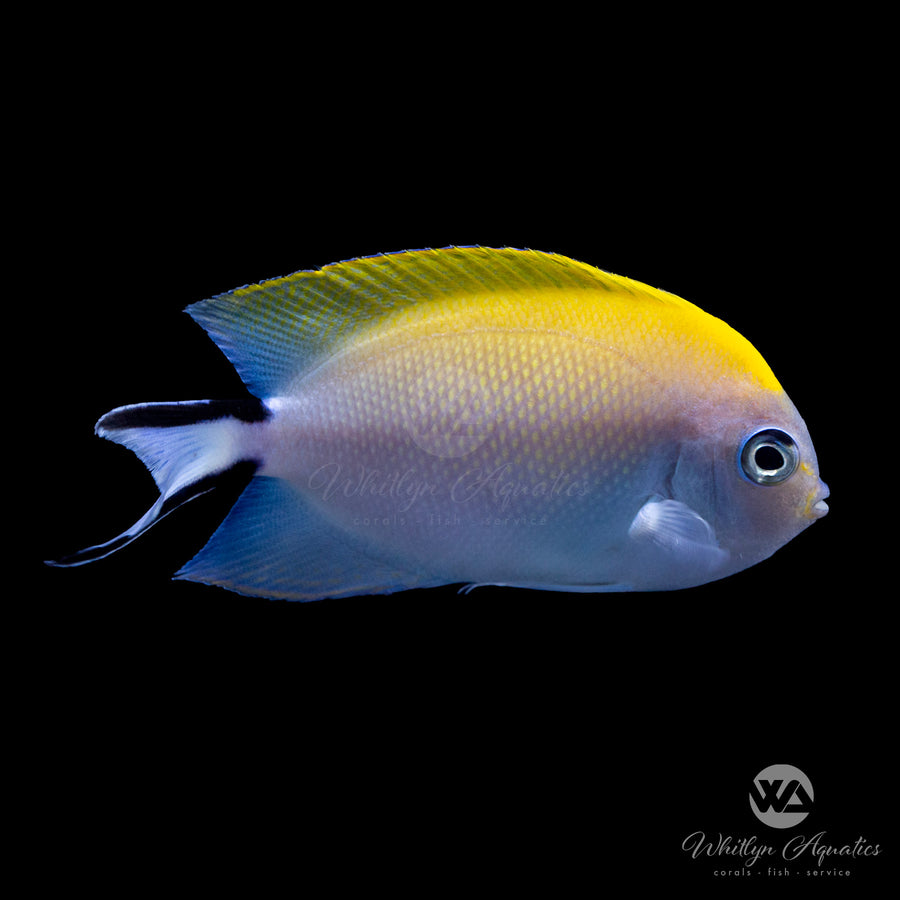 Marine Angelfish – Whitlyn Aquatics