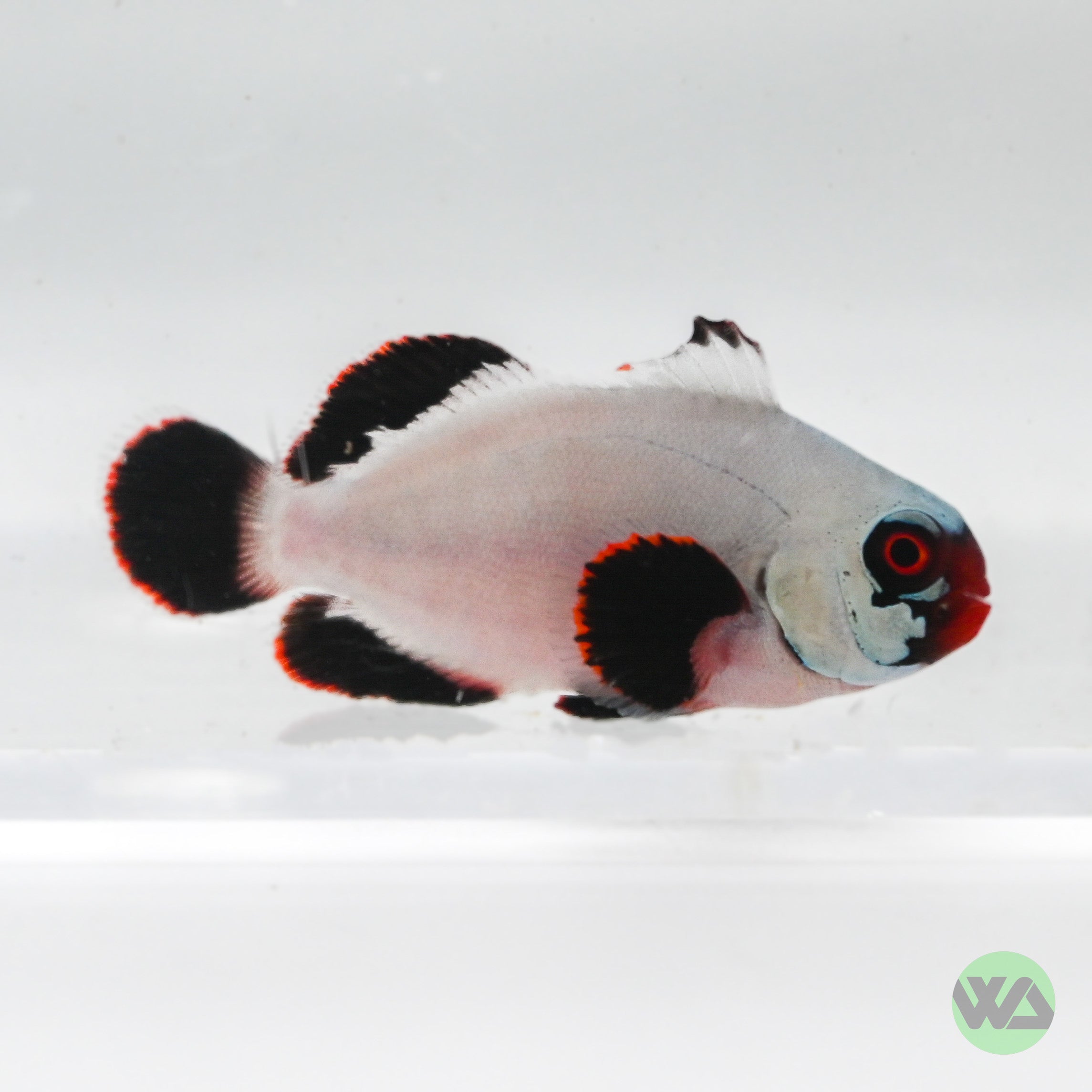 Gold Nugget Clownfish