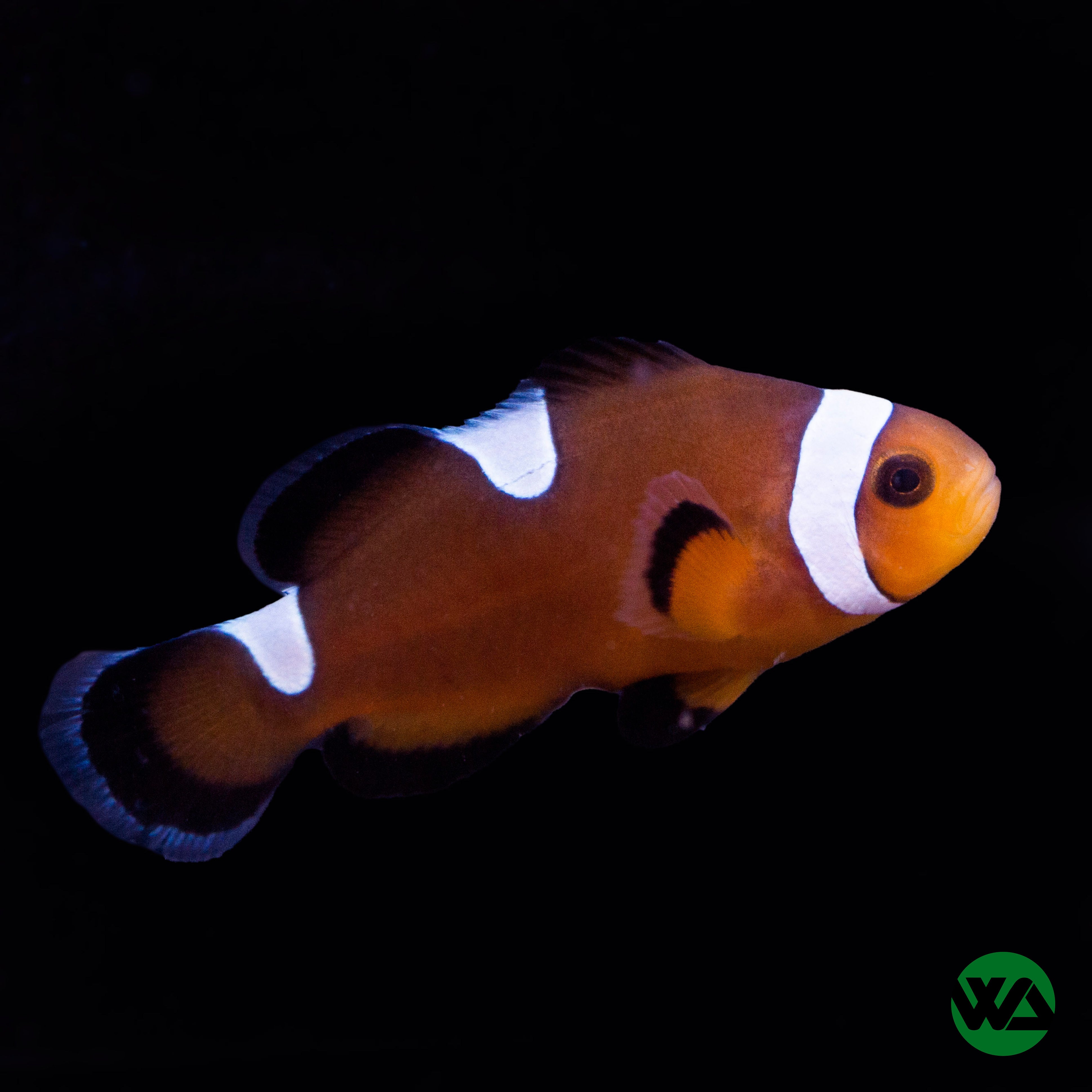 Mocha Clownfish