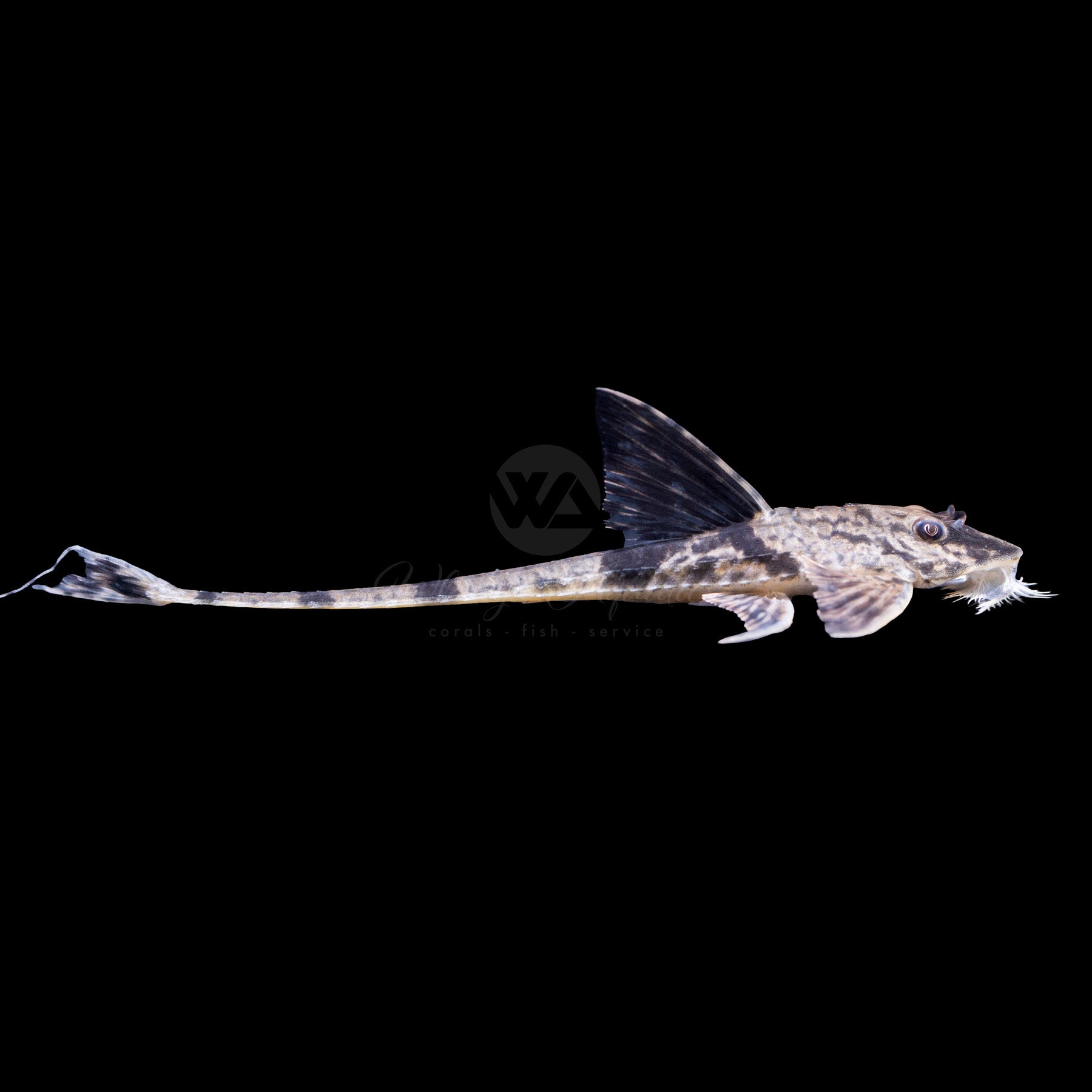 Whiptail Catfish Size