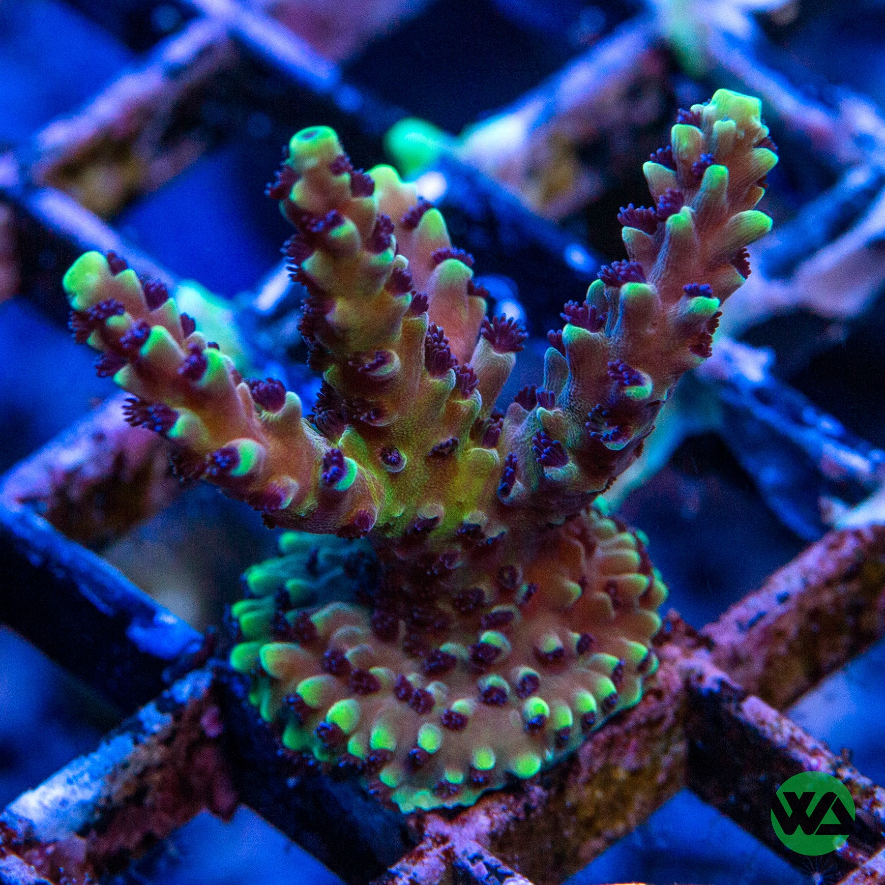Pink Cadillac Acro – Whitlyn Aquatics