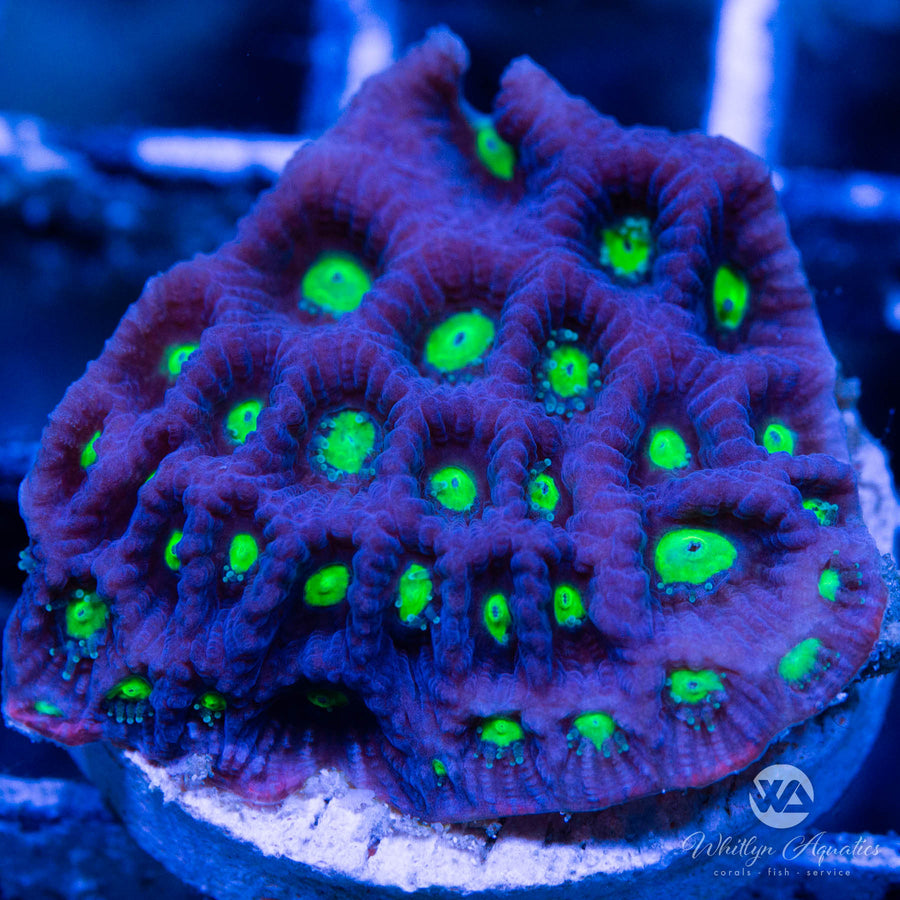 Favia & Goniastrea Coral For Sale – Whitlyn Aquatics