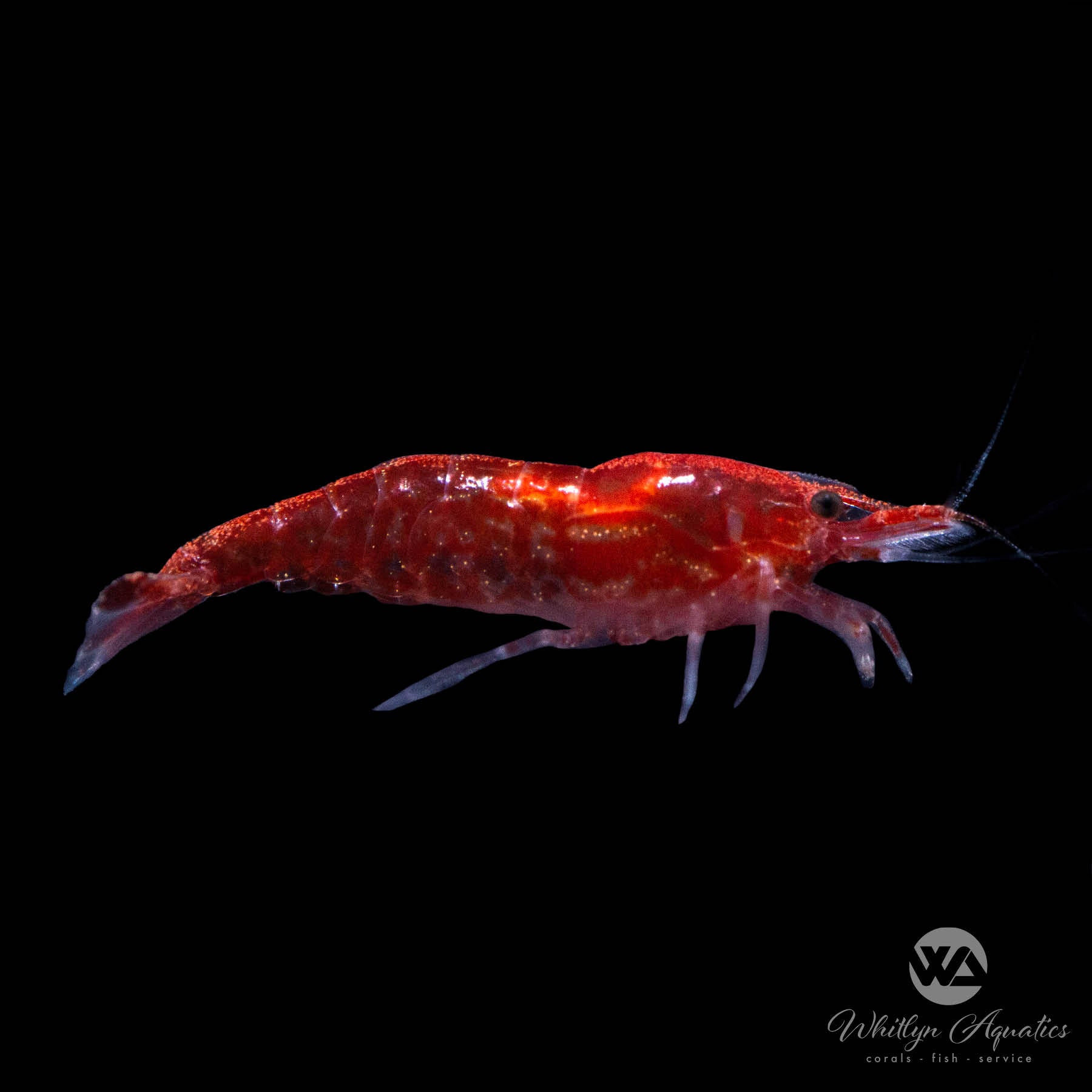 Cherry Shrimp Size