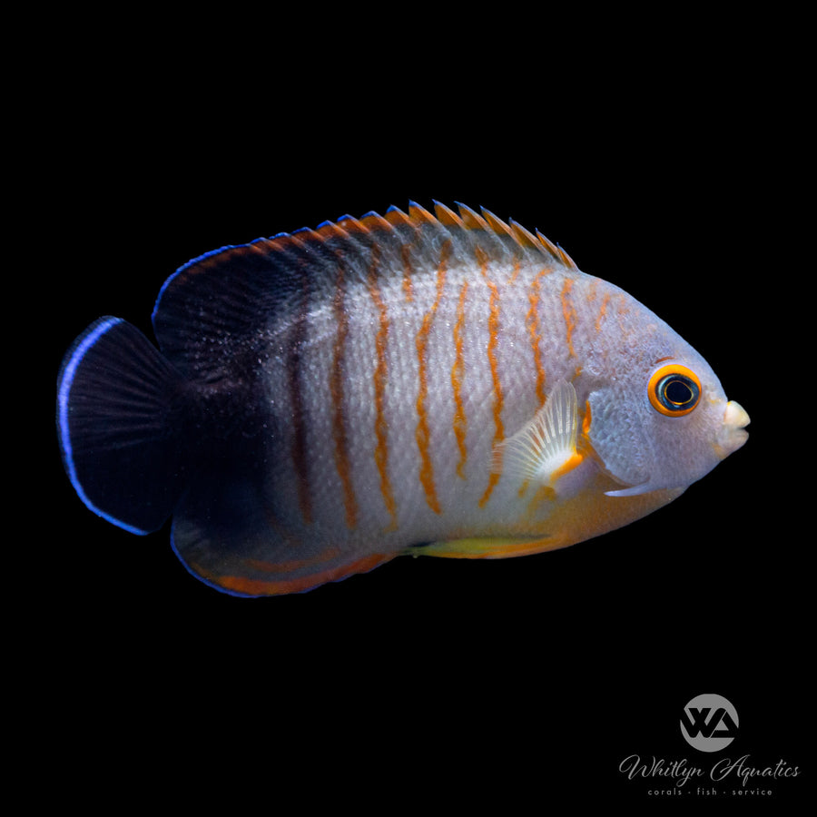 Marine Angelfish – Whitlyn Aquatics