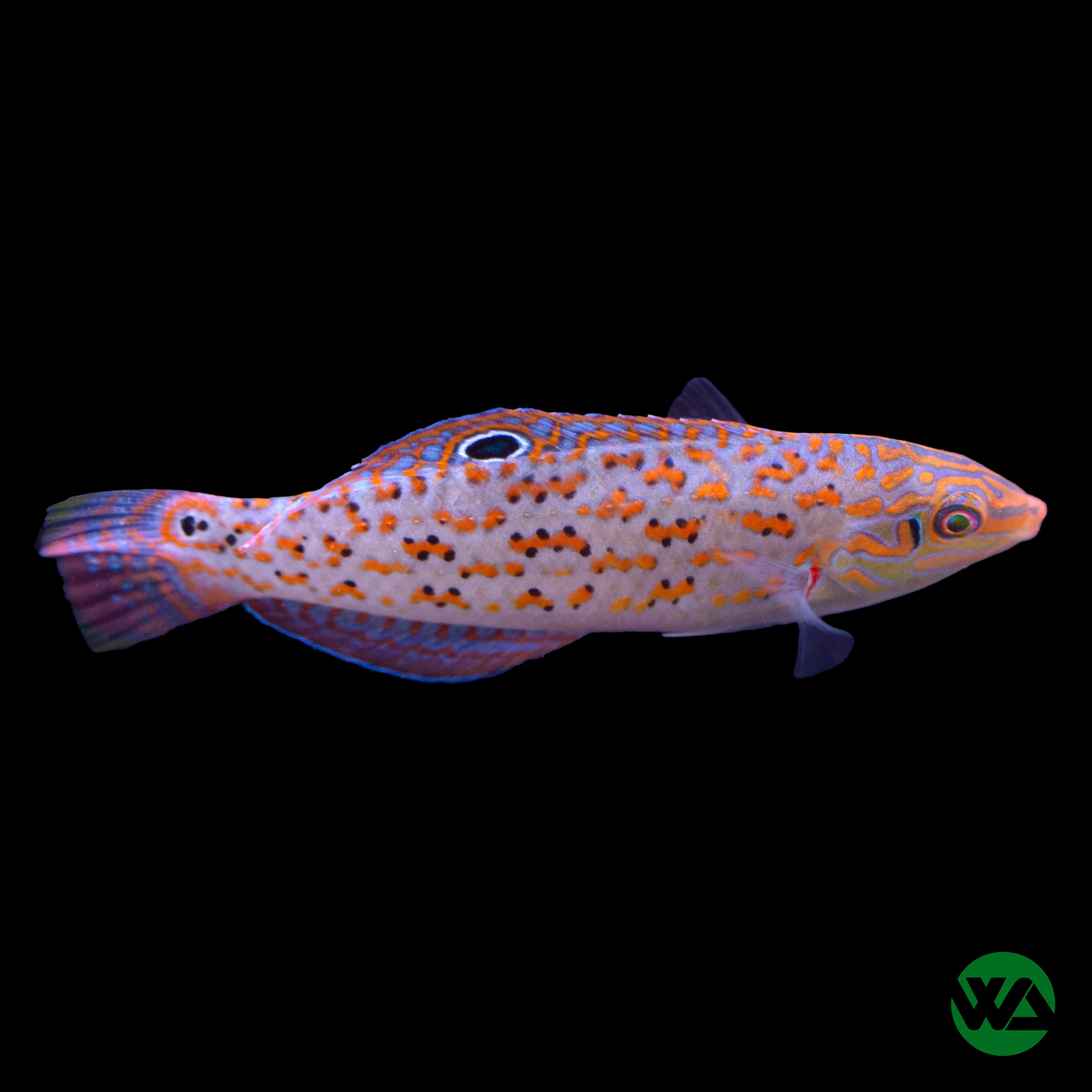 Timor Wrasse - Halichoeres timorensis – Whitlyn Aquatics