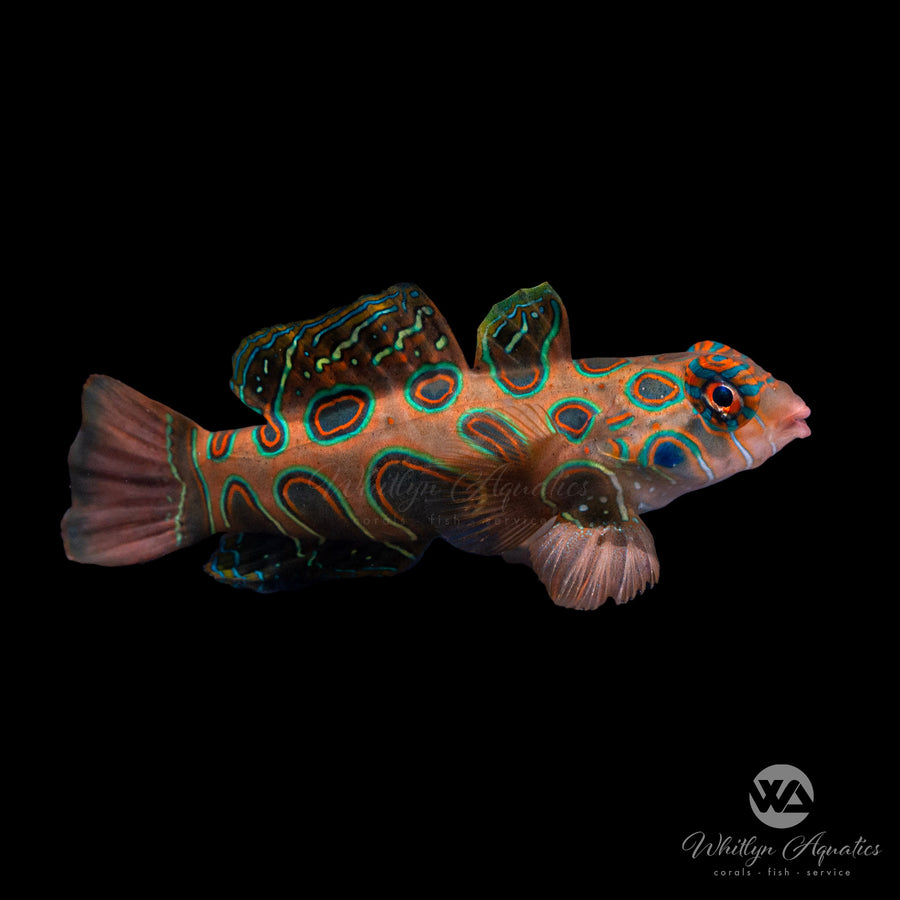 Spotted Mandarin - Synchiropus picturatus – Whitlyn Aquatics