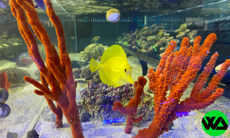 Red Tree Sponge Care