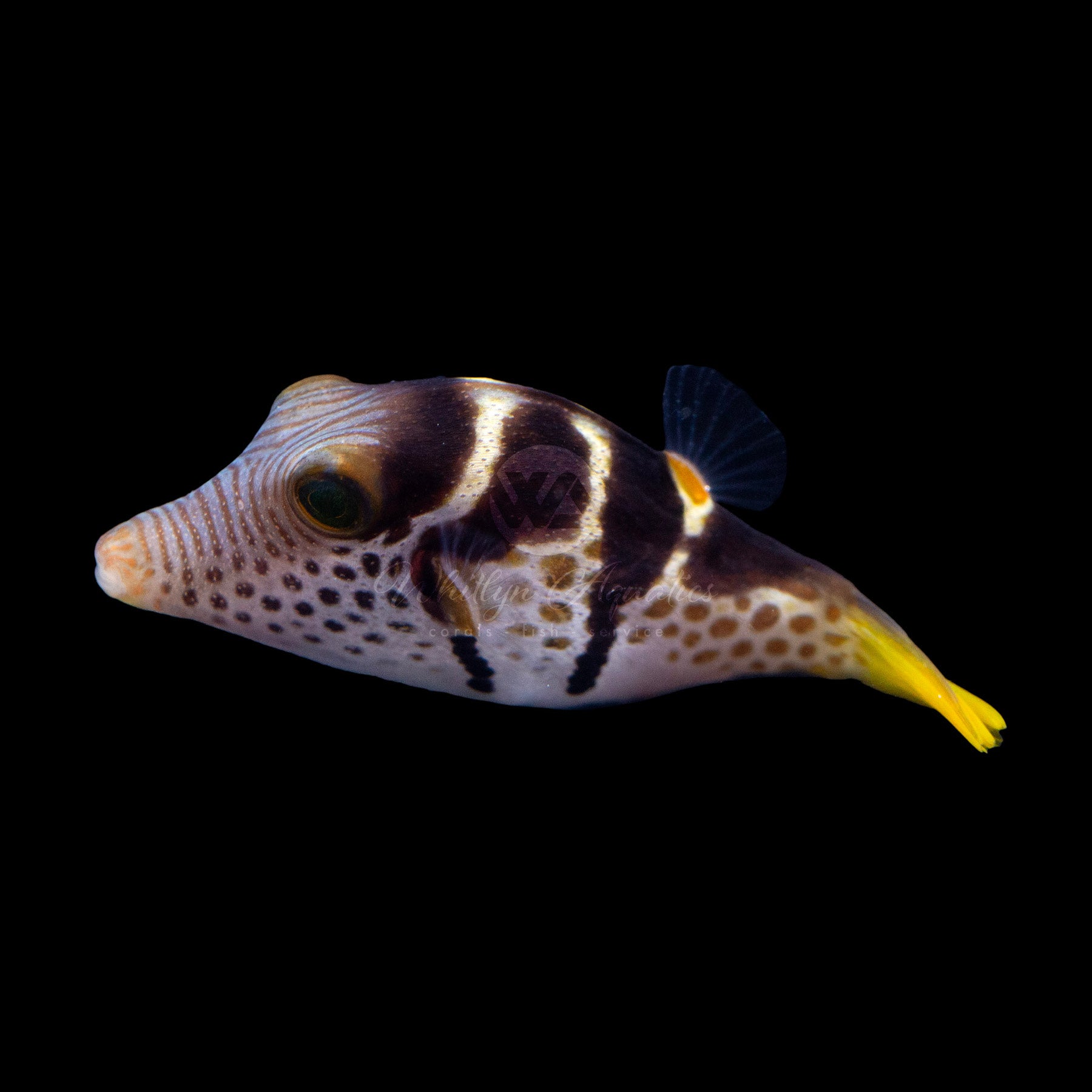 Valentini Puffer Fish - Canthigaster valentini – Whitlyn Aquatics