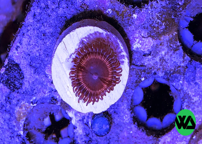 Armageddon Zoa – Whitlyn Aquatics