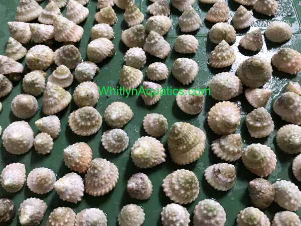 Astraea Snails - Astraea tecta – Whitlyn Aquatics